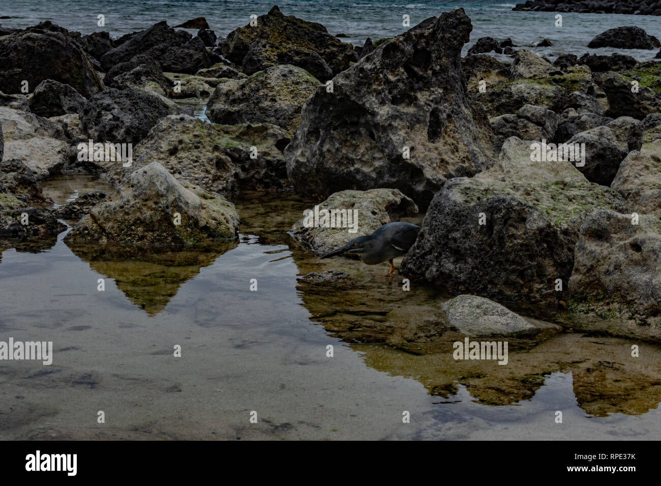 Bird hunting fish in tide pool Stock Photo - Alamy
