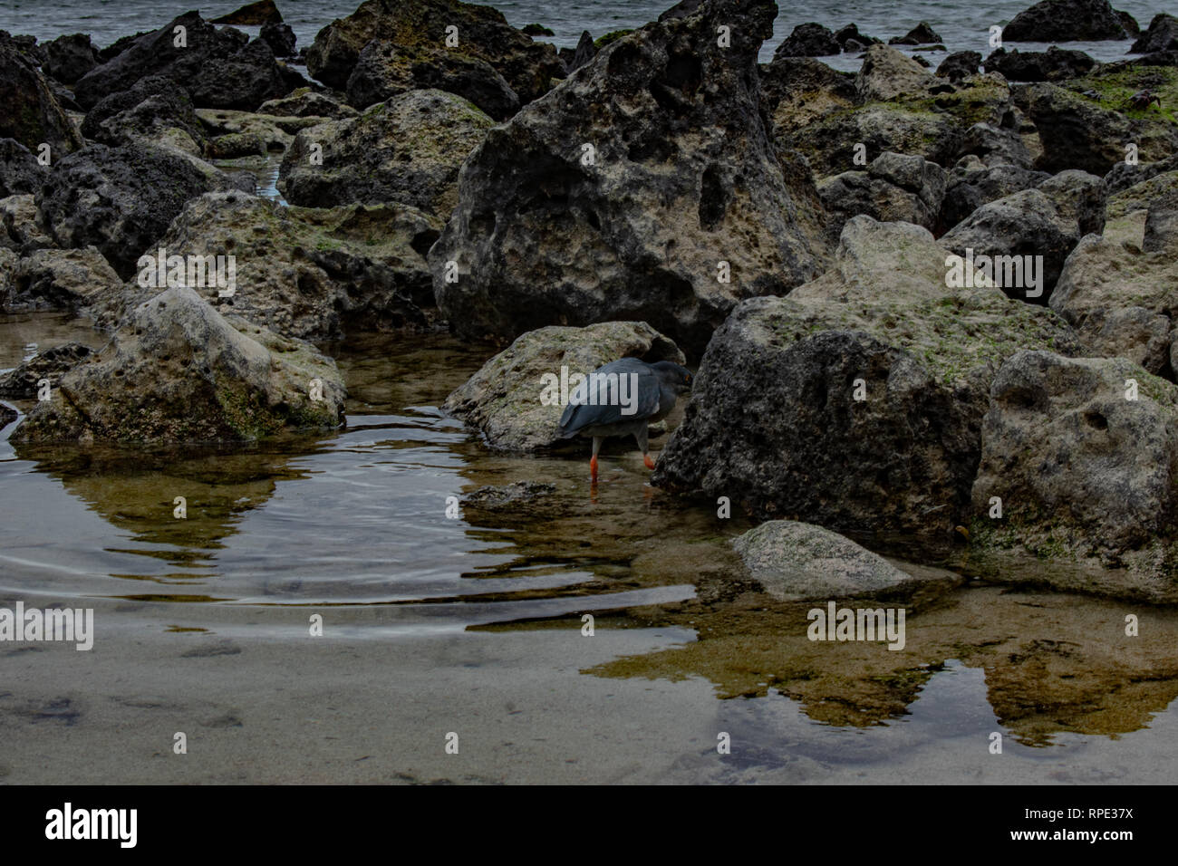 Bird hunting fish in tide pool Stock Photo - Alamy