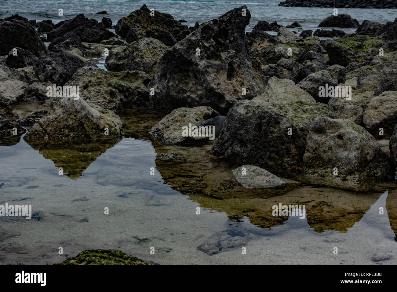 Bird hunting fish in tide pool Stock Photo - Alamy