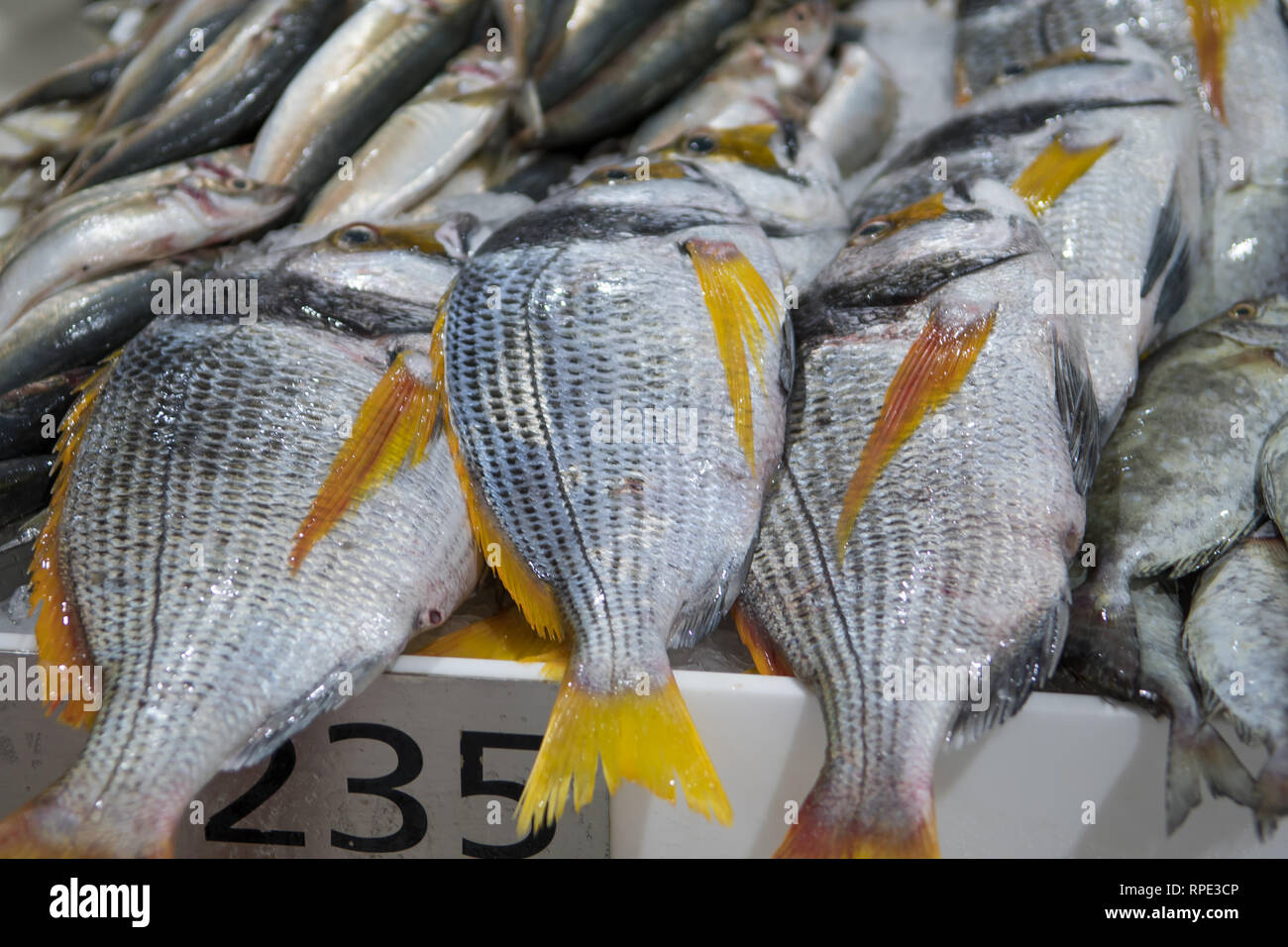 Fresh fish for sale at the modern fish market located in Dubai Stock ...