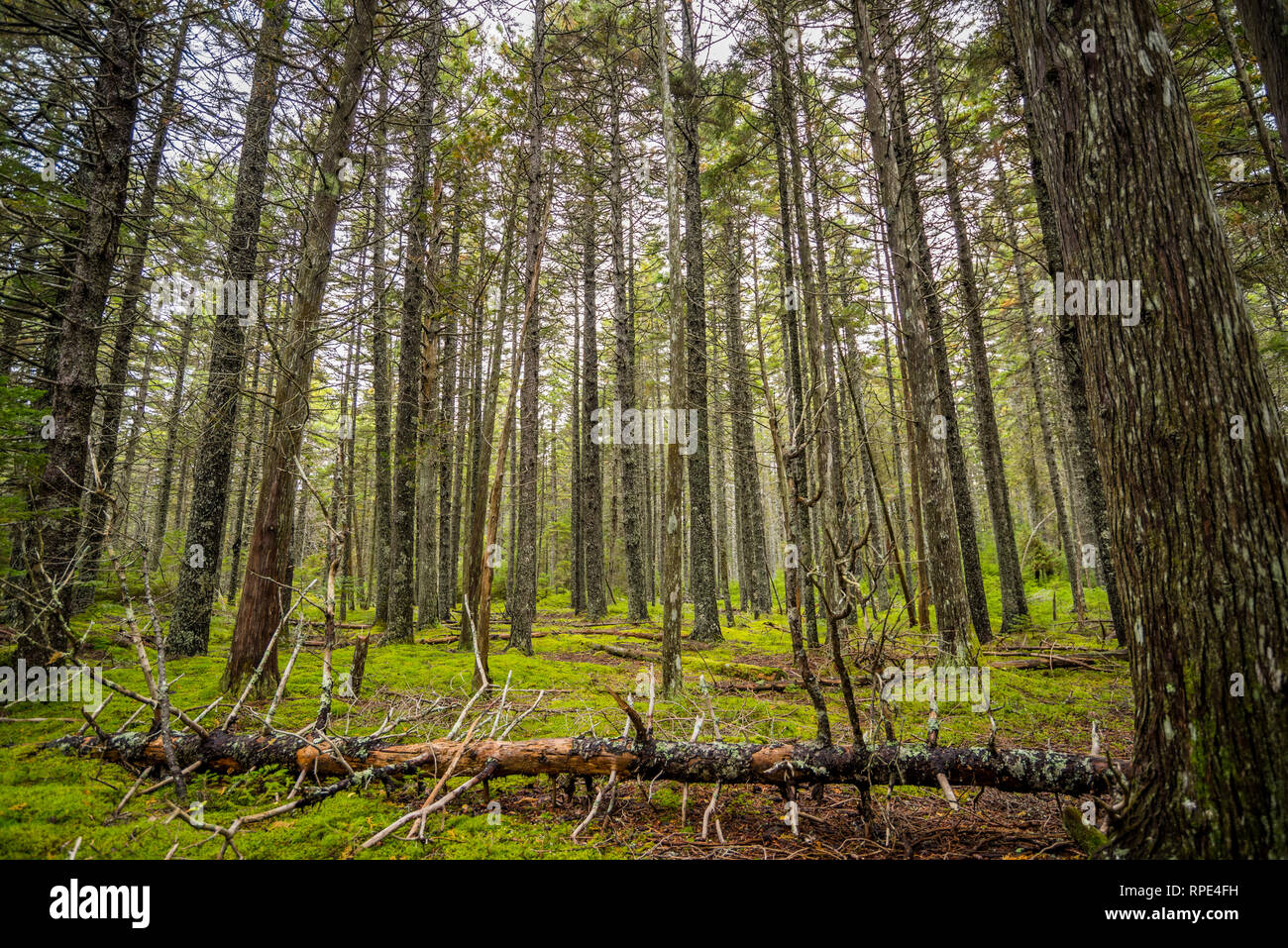 Views from forest ground in Acadia National Park, Maine Stock Photo - Alamy