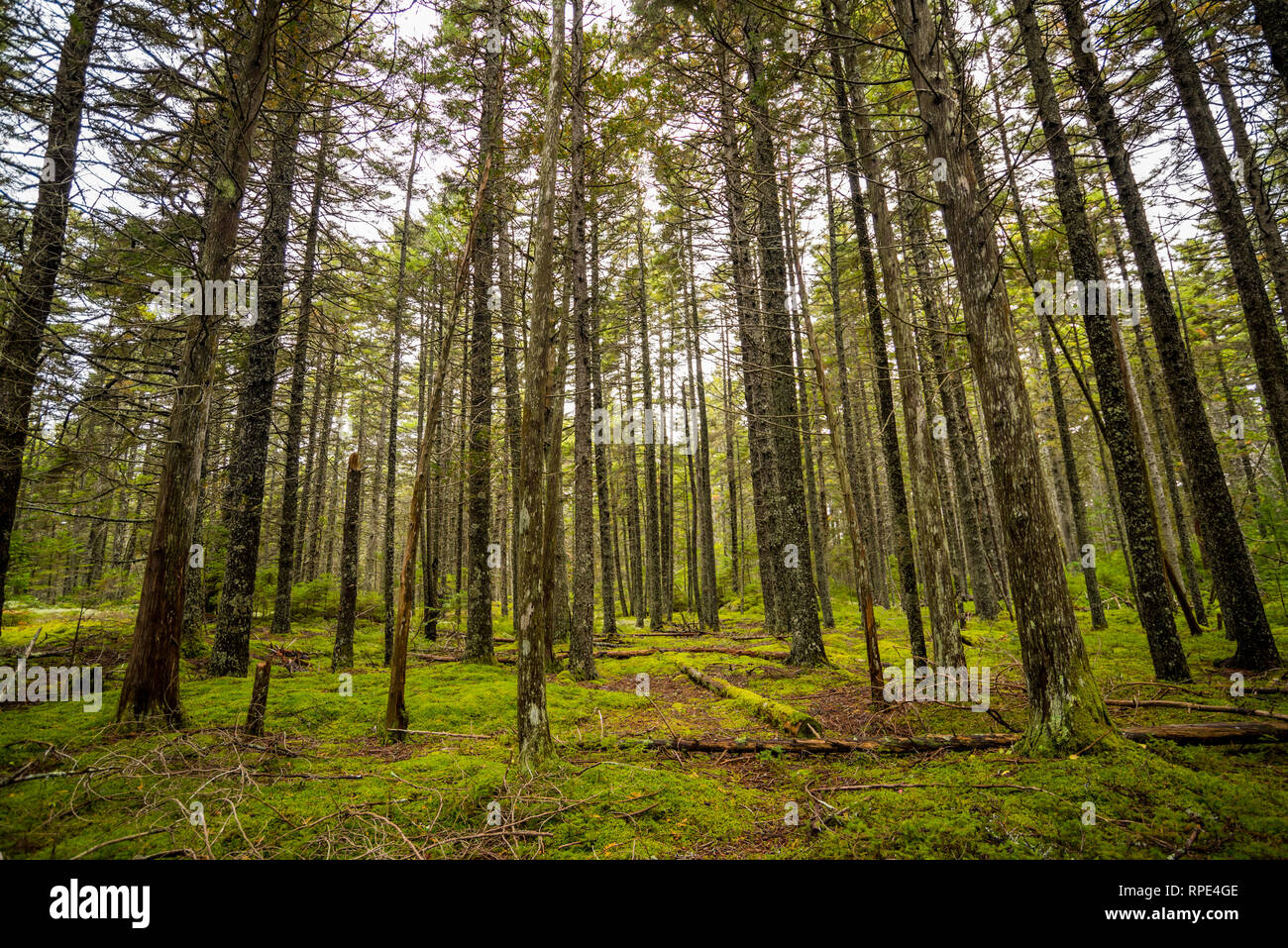 Views from forest ground hi-res stock photography and images - Alamy