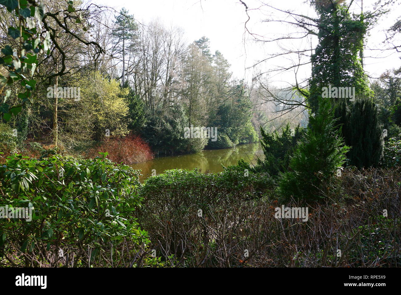 Idyllischer See im Wittringer Forst in Gladbeck Stock Photo - Alamy