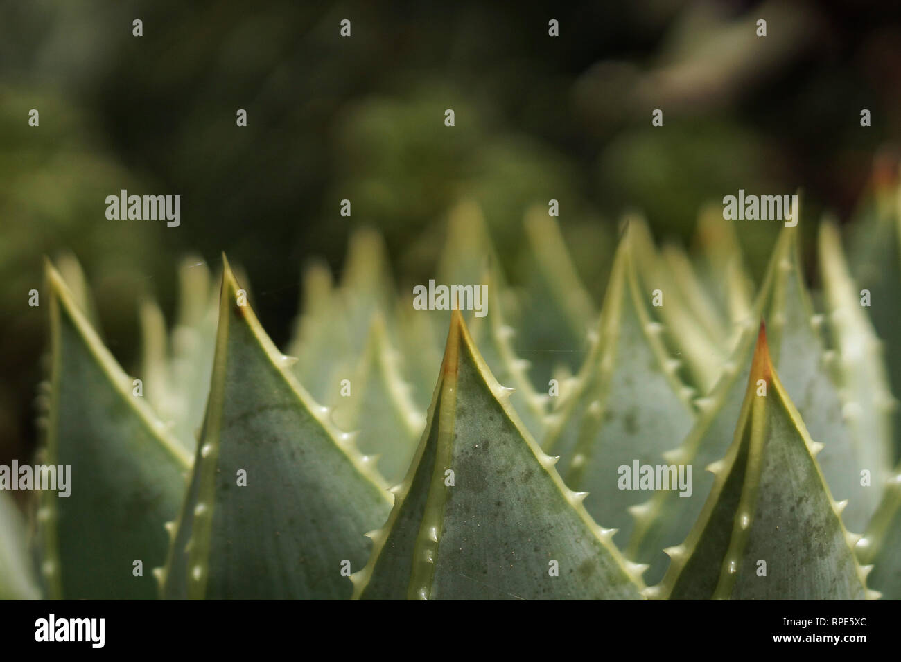 Aloe polyphylla hi-res stock photography and images - Alamy