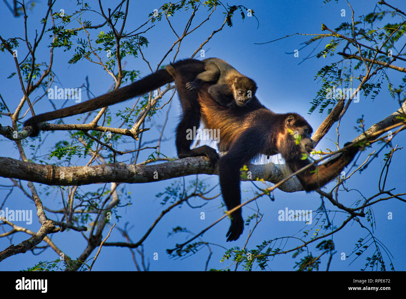 Black howler monkey climbing hi-res stock photography and images - Alamy