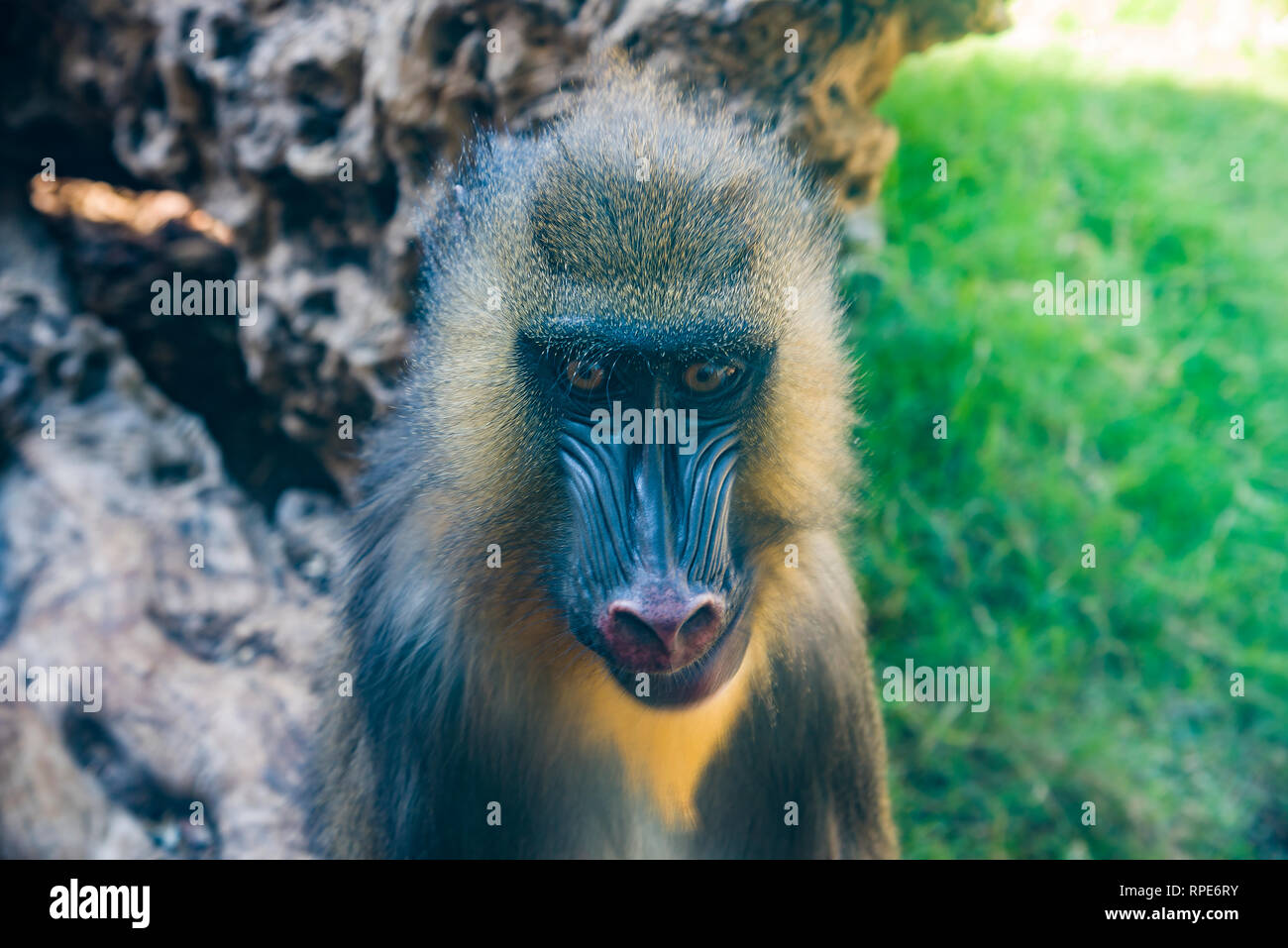 Mandrill, Mandrillus sphinx, sitting on tree branch in dark tropical ...