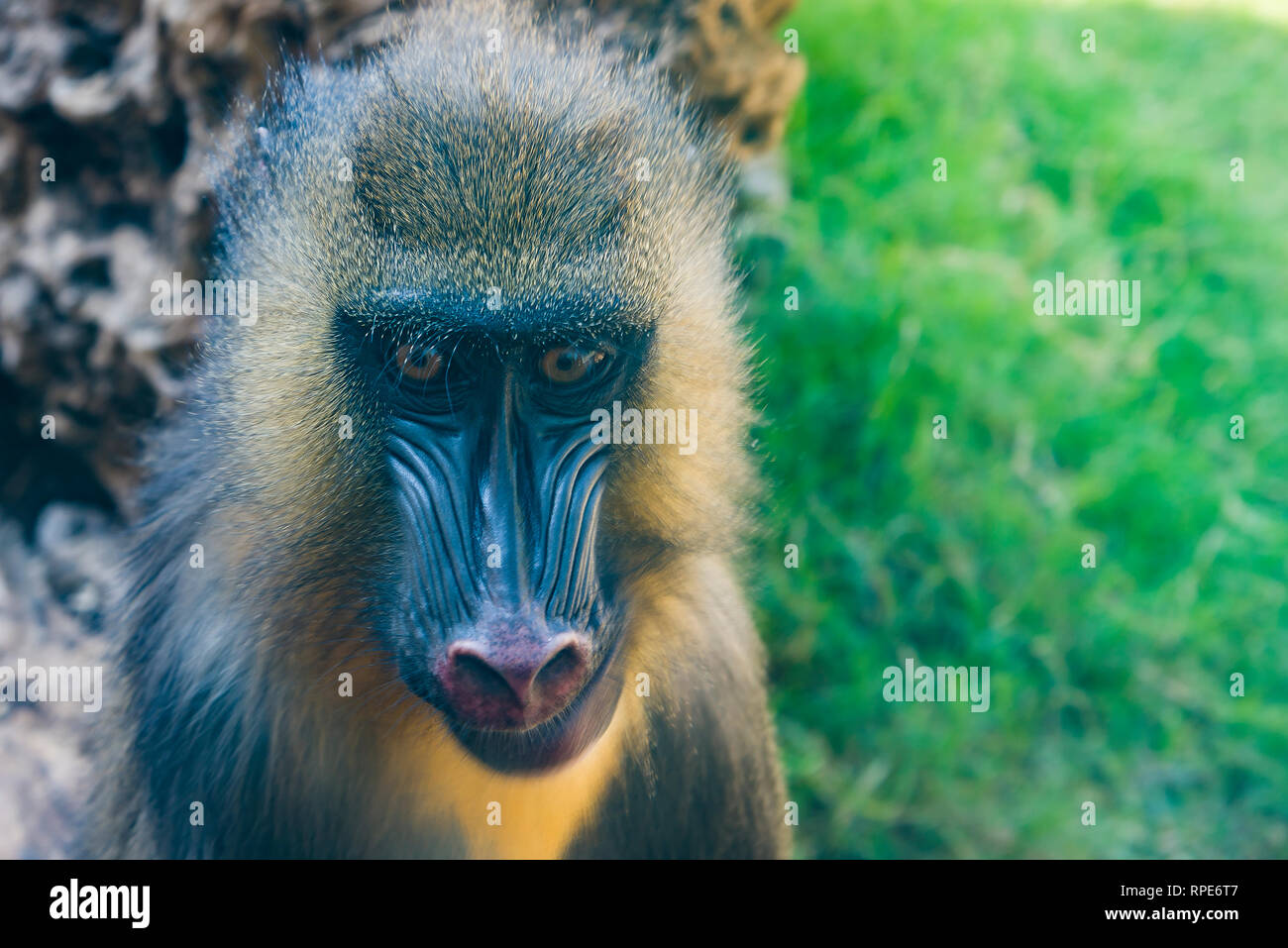 Mandrill, Mandrillus sphinx, sitting on tree branch in dark tropical ...