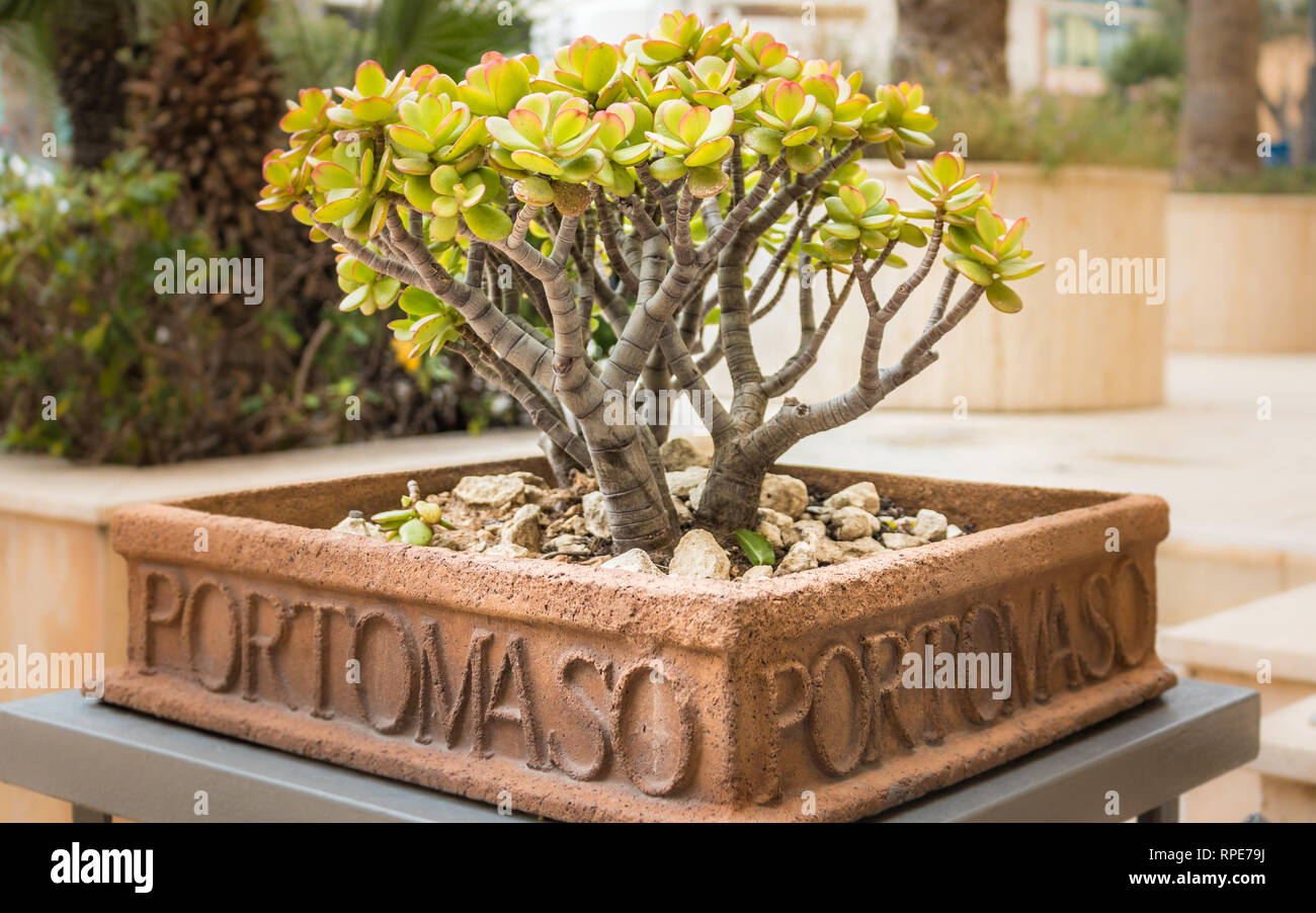 Flower pot lettered with portomaso contain a small, green tree inside ...