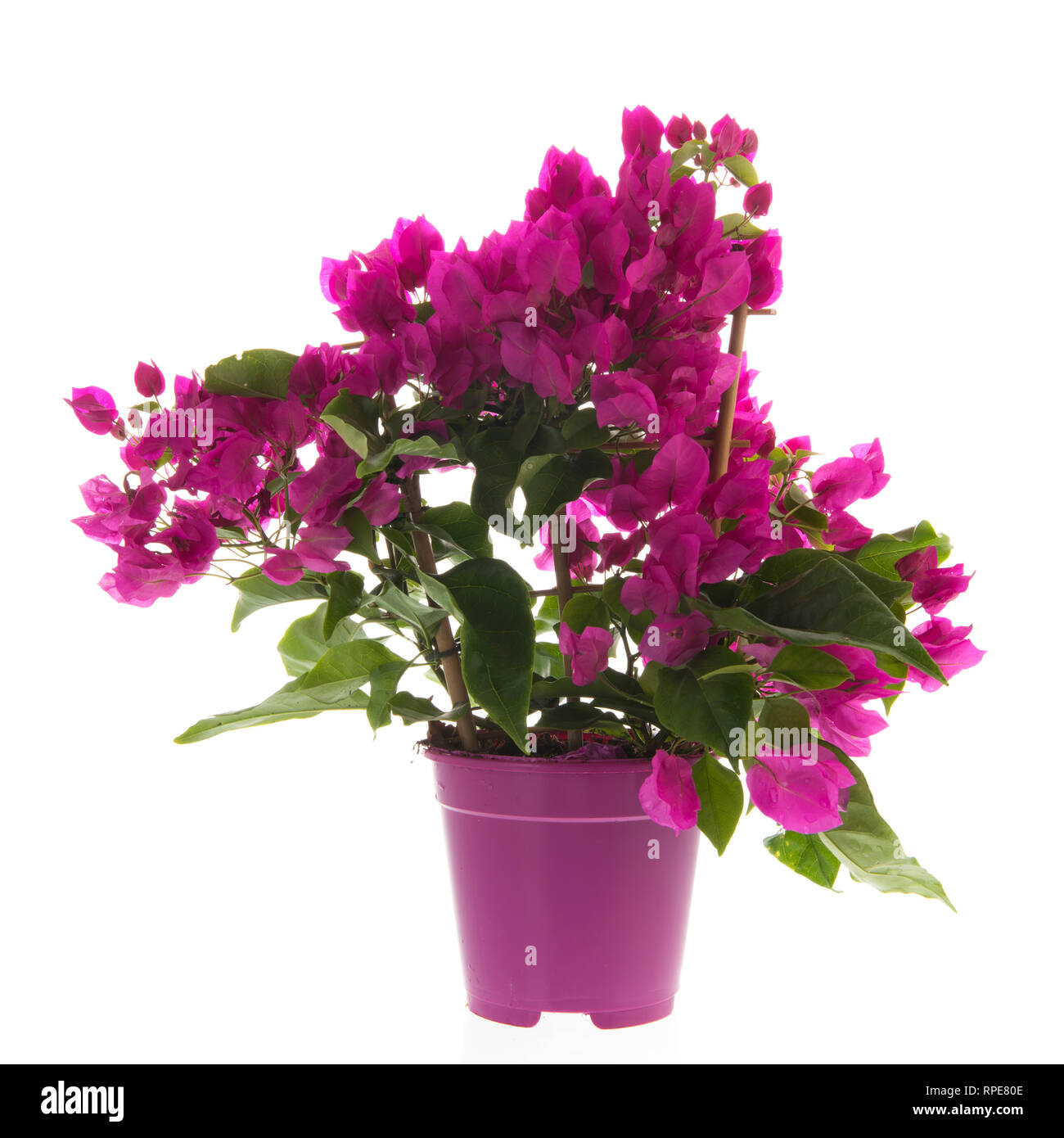 Bougainvillea Live Plant Royal Purple Bougainvillea 9GreenBox Plant - 4 ...