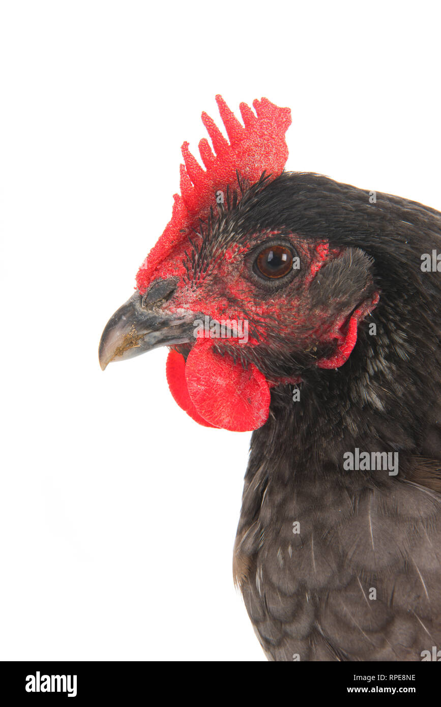 Portrait gray chicken isolated over white background Stock Photo - Alamy