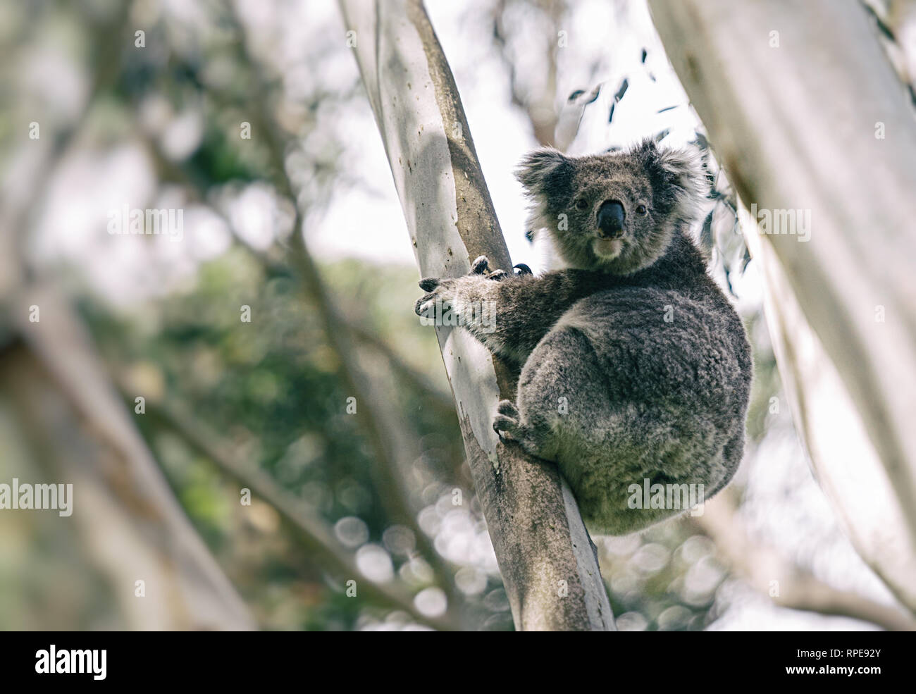 koala in his eucalyptus Stock Photo - Alamy