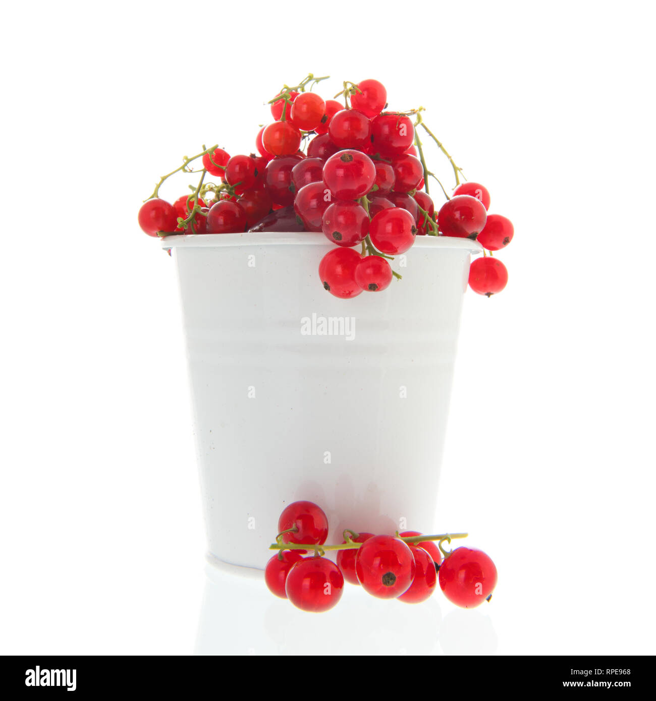 Fresh red currents harvest in white bucket isolated in studio Stock ...