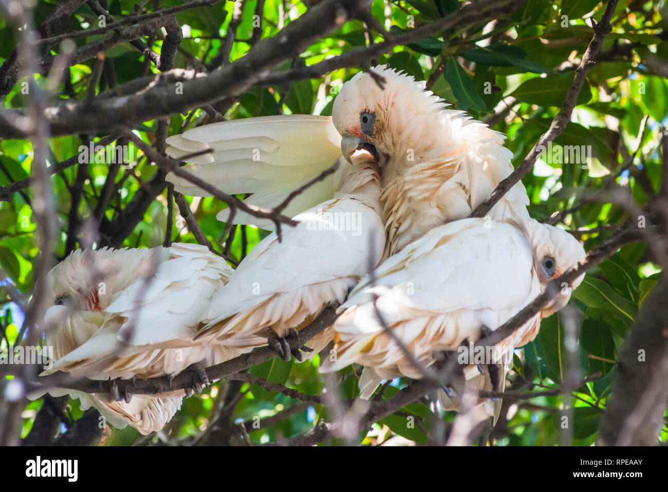 Australian cockatoos hi-res stock photography and images - Alamy