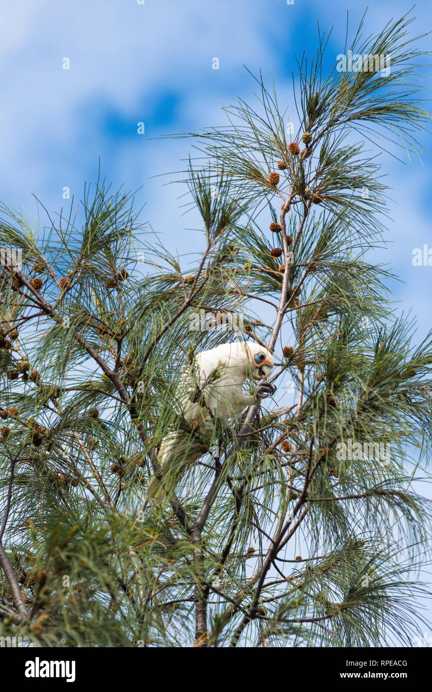 Australian cockatoos hi-res stock photography and images - Alamy