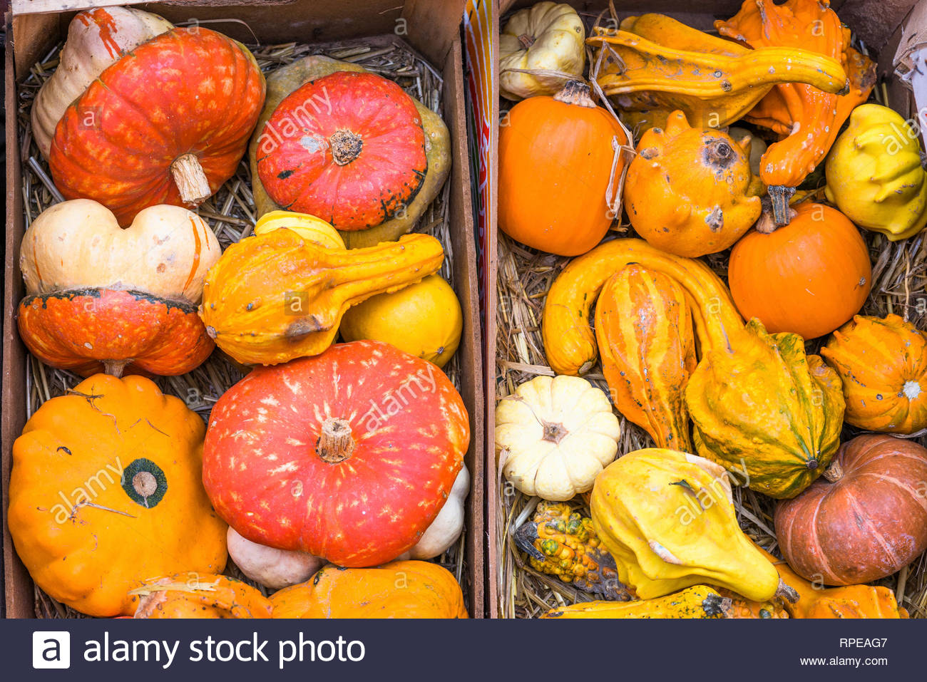 Odd Shaped Pumpkin Stock Photos & Odd Shaped Pumpkin Stock Images - Alamy