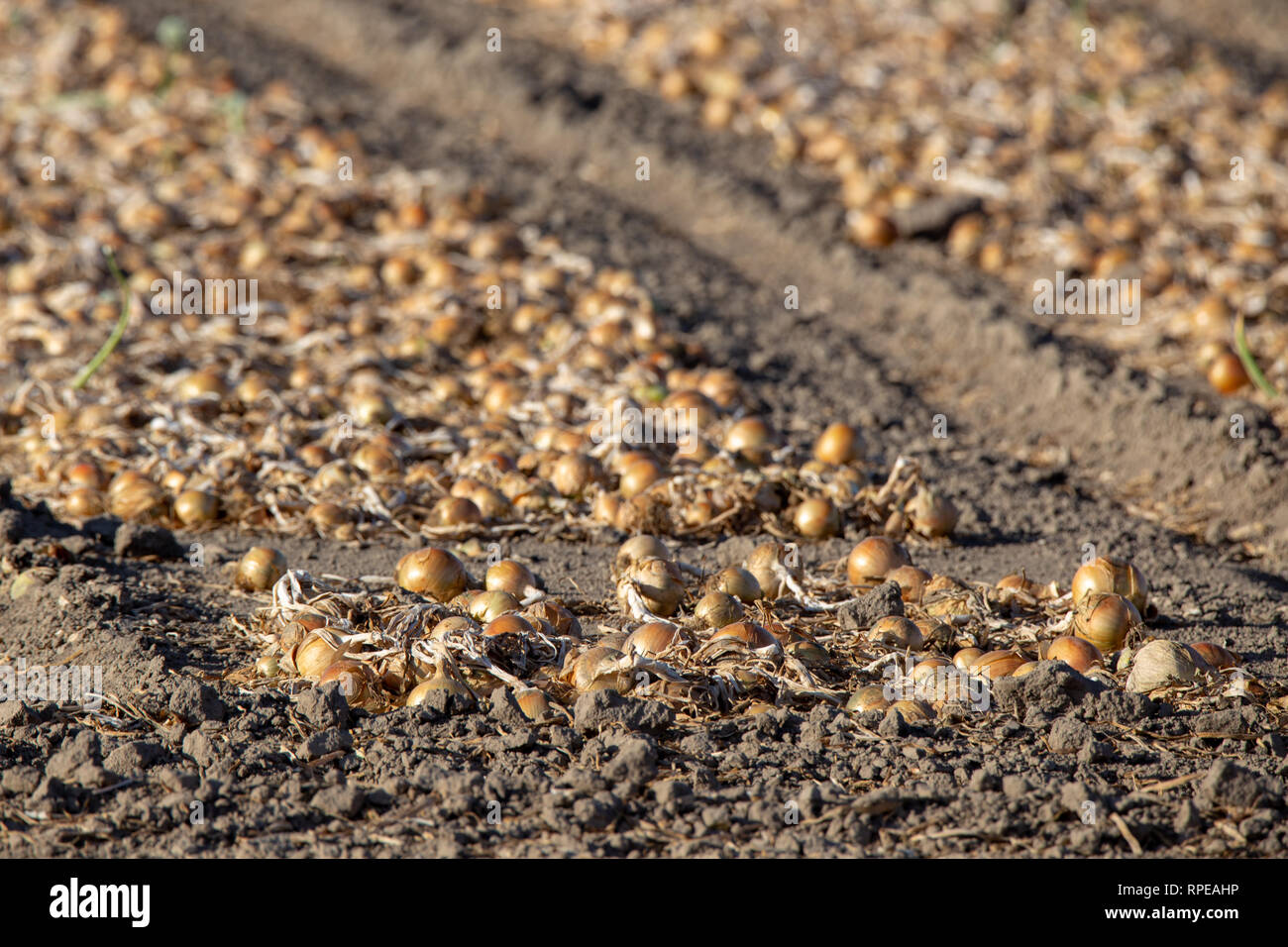 Rows of onions drying in a farm field ready for harvesting in ...