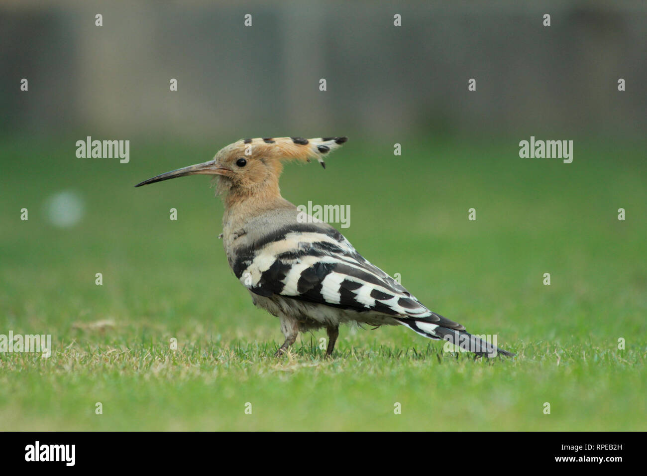 Hoopoe bird hi-res stock photography and images - Alamy