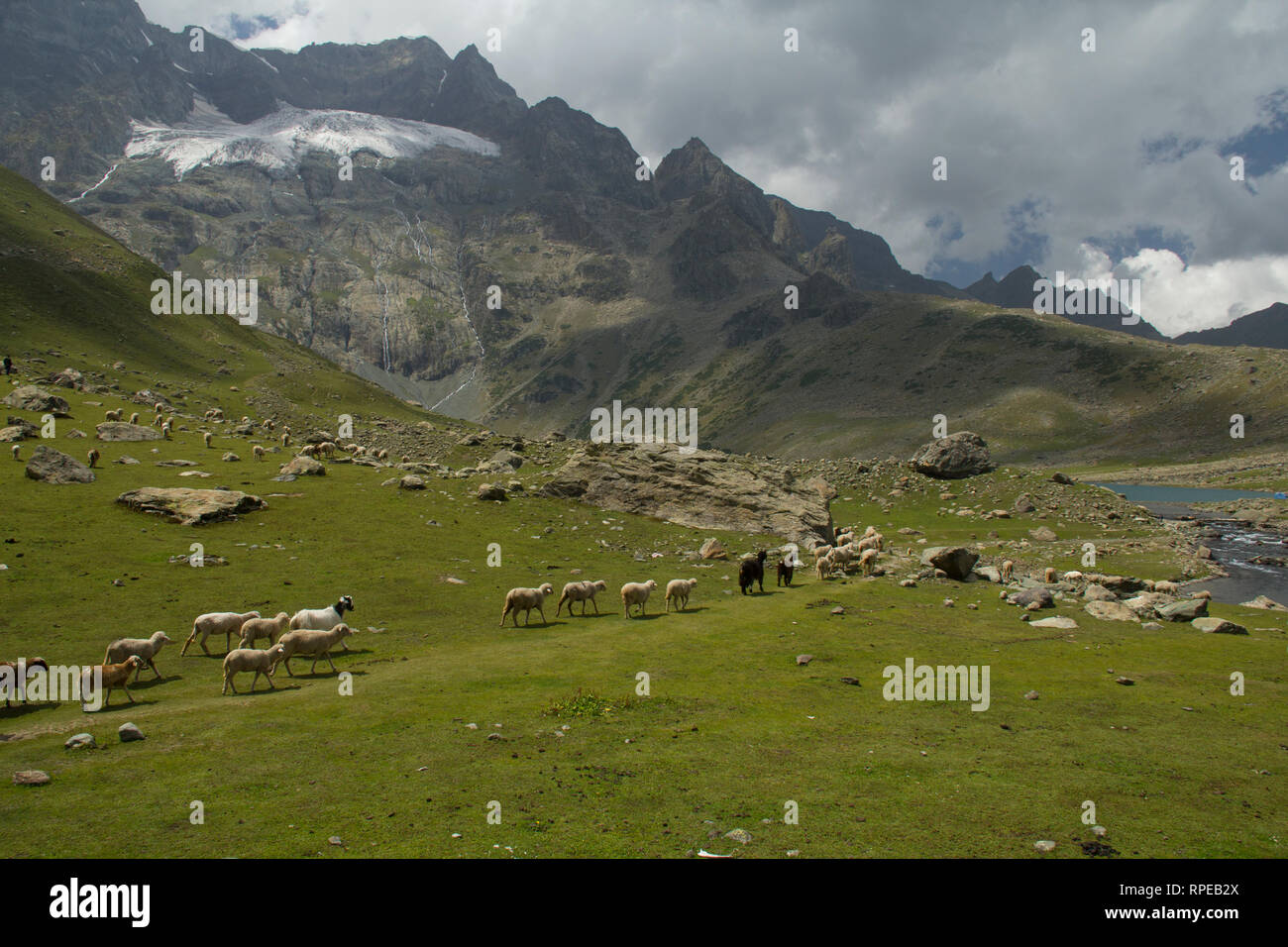 Side view of the sheep and goat walking together on the foothills of ...