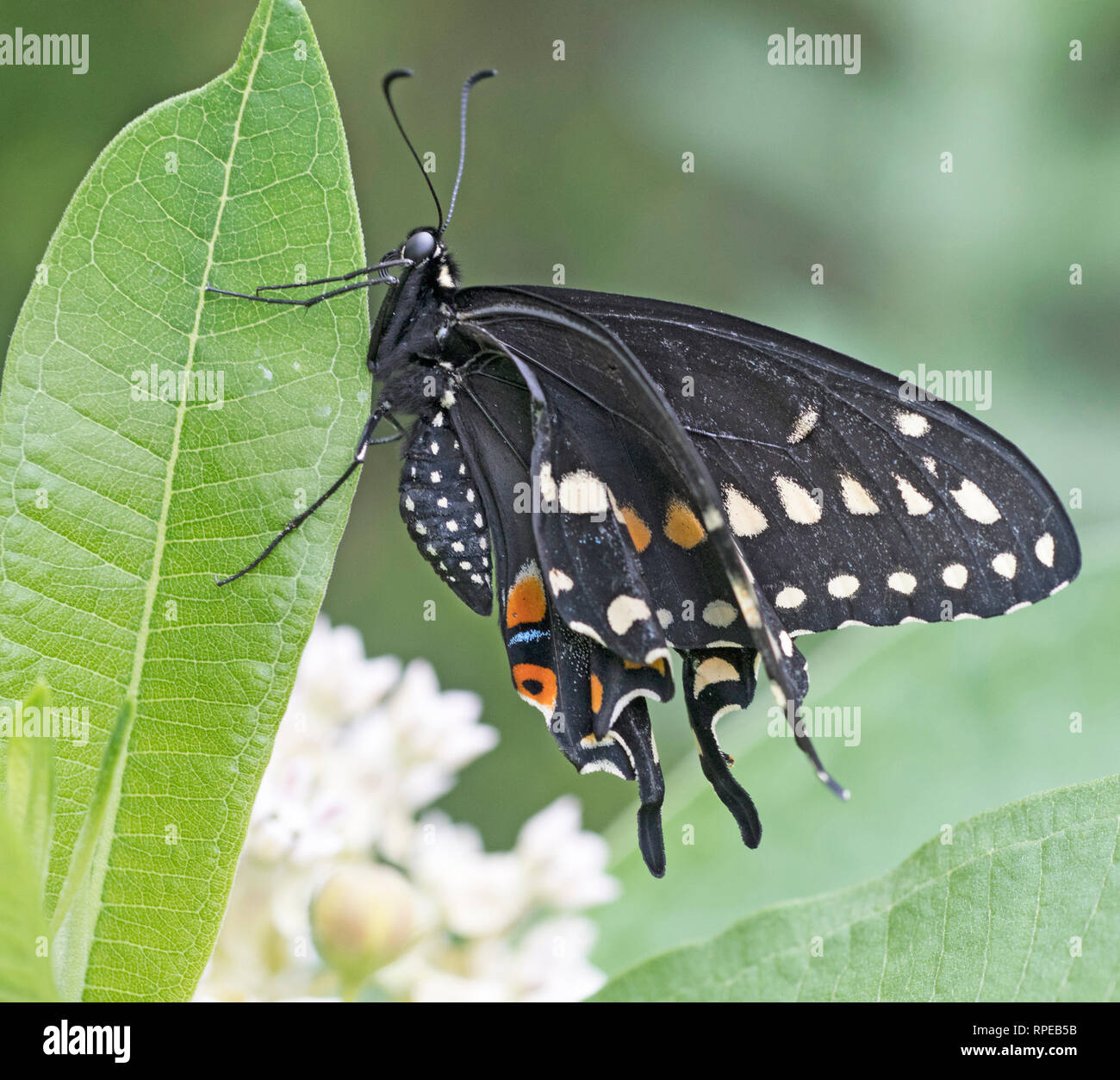 Eastern black hi-res stock photography and images - Alamy