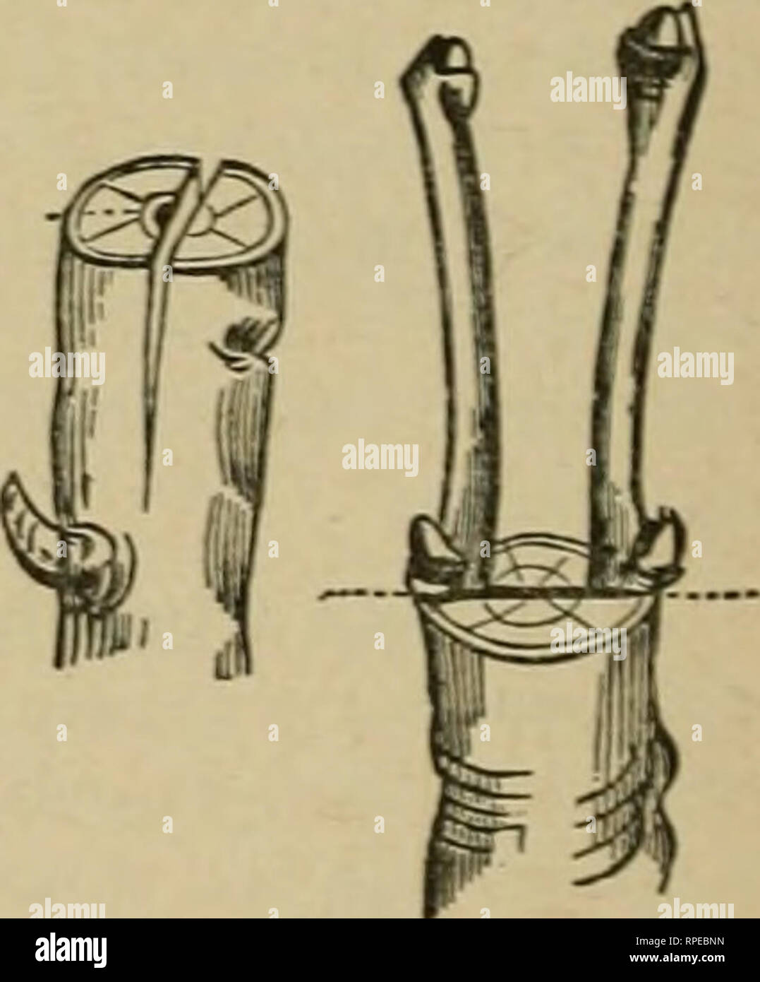 Methods of grafting hi-res stock photography and images - Alamy