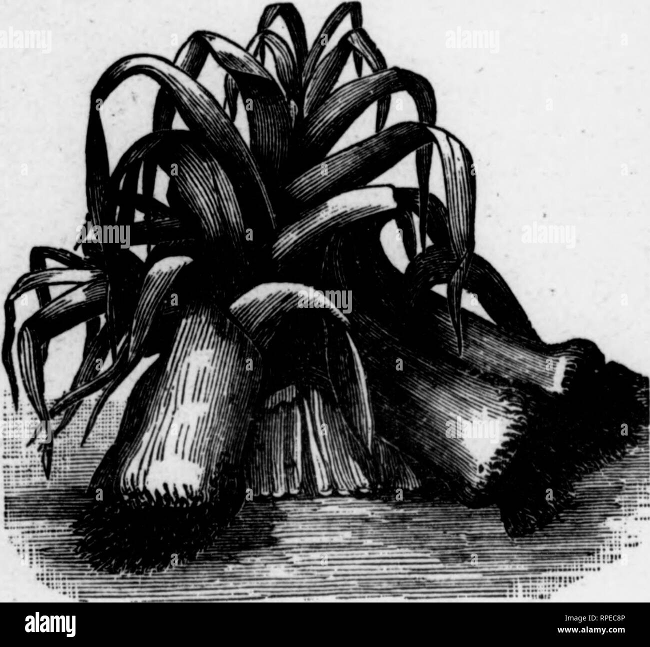 Spica lavendel Black and White Stock Photos & Images - Alamy