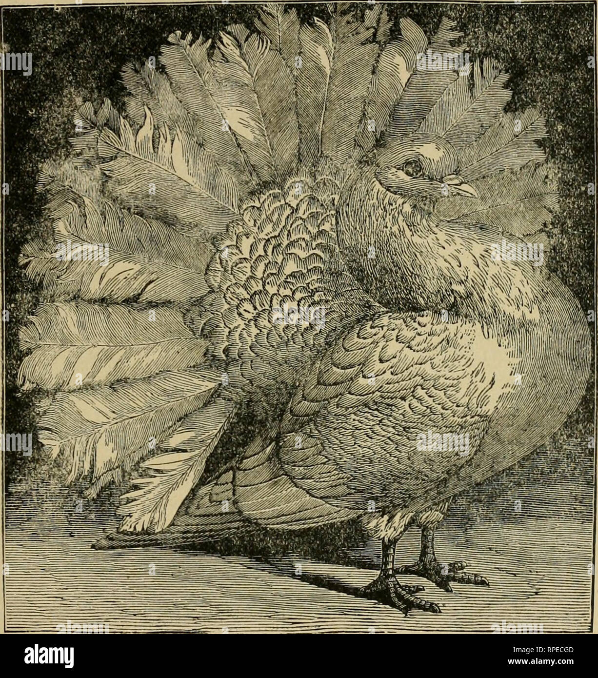 Fan tail pigeon hi-res stock photography and images - Alamy