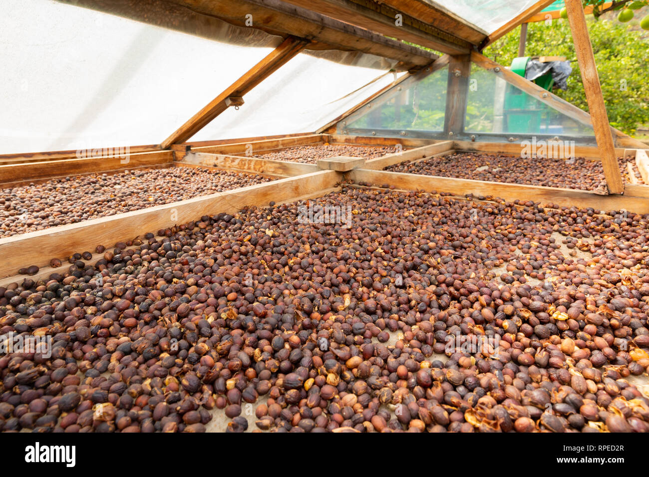 Drying coffee berries hi-res stock photography and images - Alamy