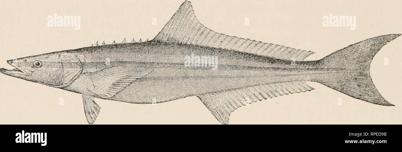 . American fishes : a popular treatise upon the game and food fishes of ...