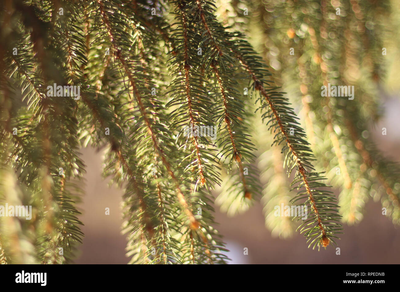 Pine tree fir Stock Photo - Alamy