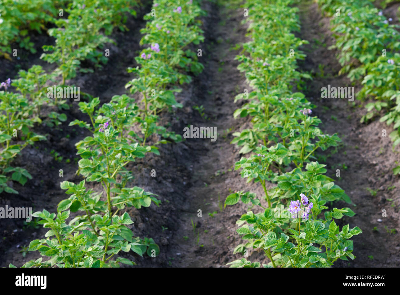 Rows of potato field plantations. Agriculture farm landscape. Blooming ...