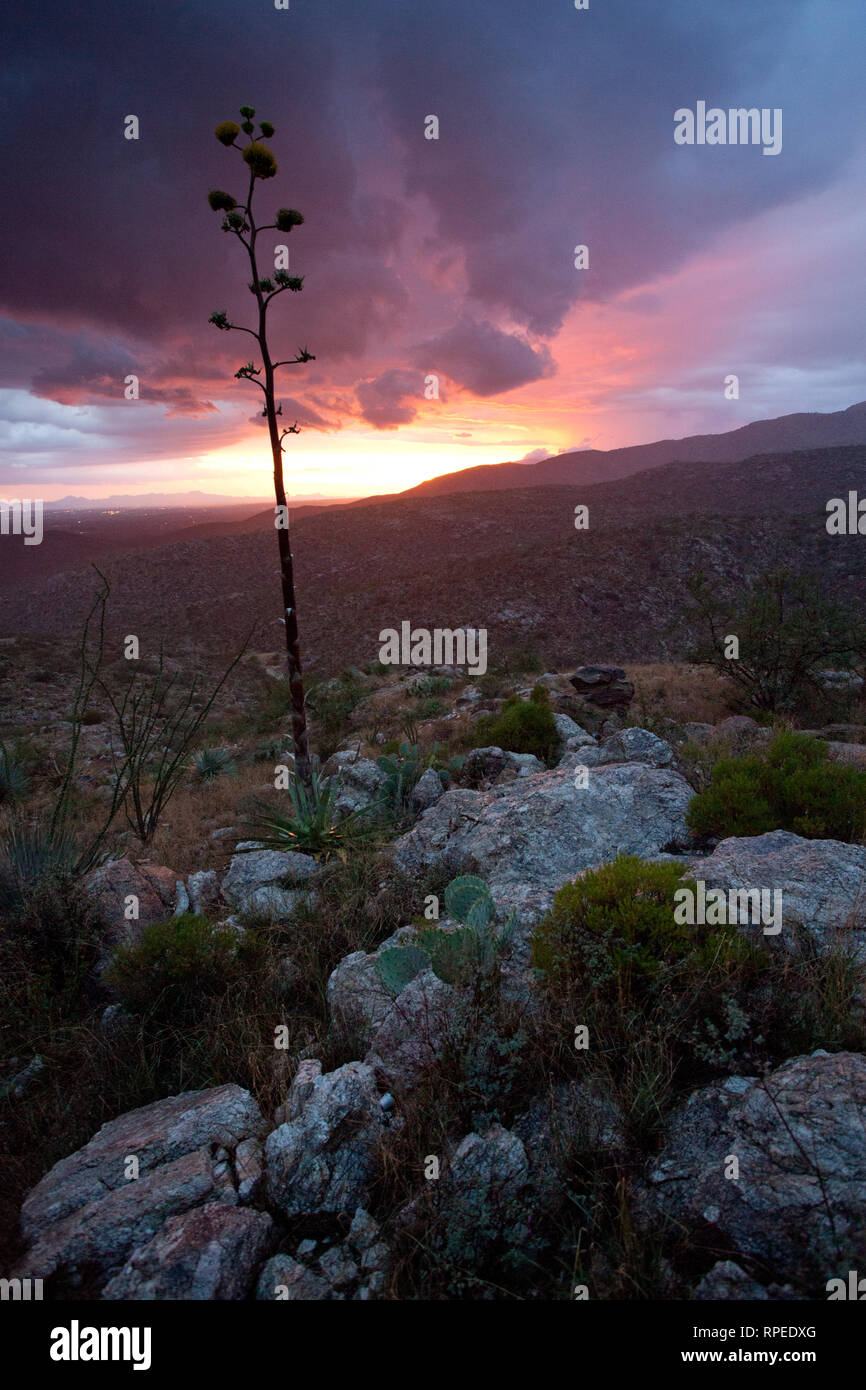 Agave at Sunset Stock Photo - Alamy