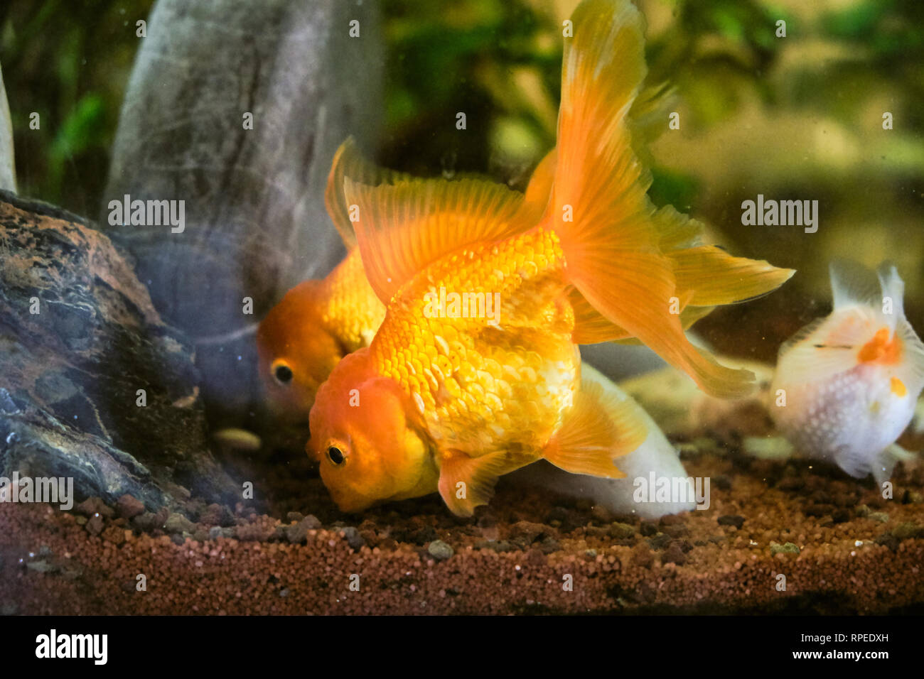 Oranda goldfish hi-res stock photography and images - Alamy
