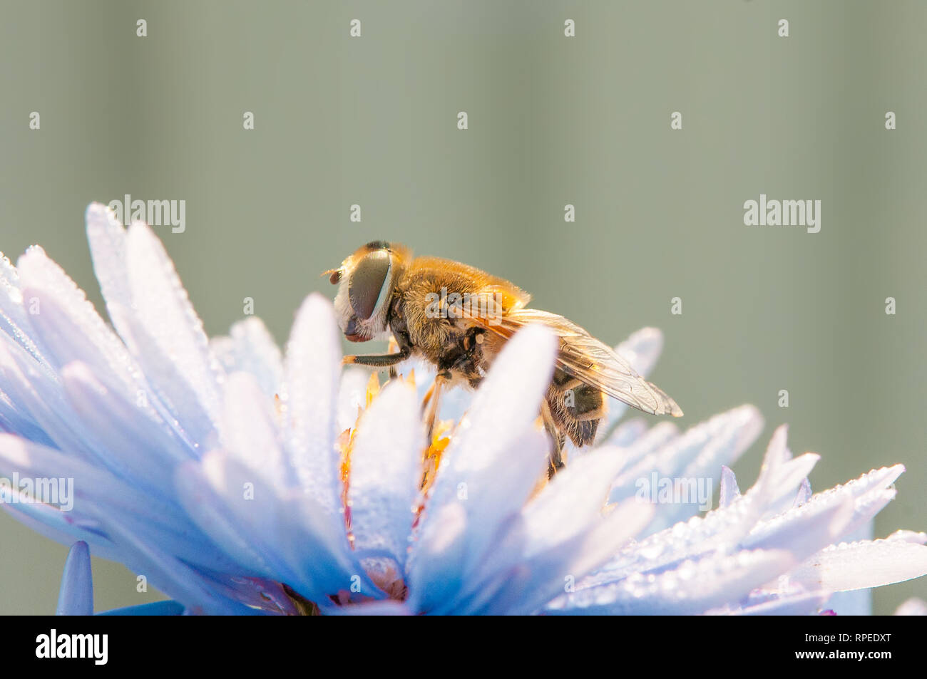 Bee or honeybee on spring violet blue flower blossom Stock Photo - Alamy