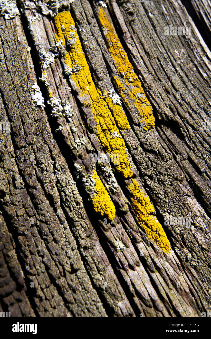Xanthoria parietina Foliose Lichen, a composite organism that arises ...