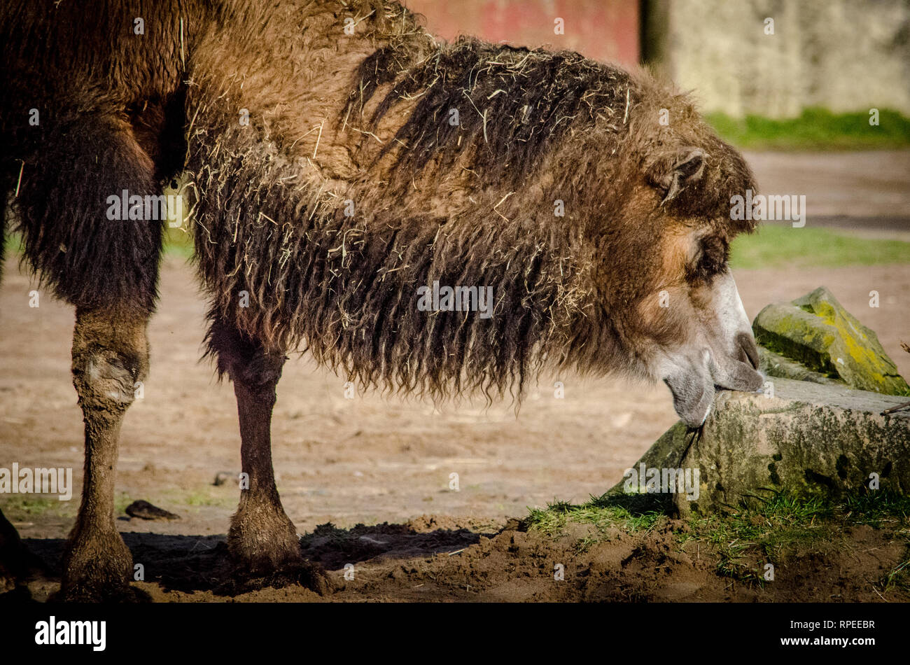 Blackpool zoo camel hi-res stock photography and images - Alamy