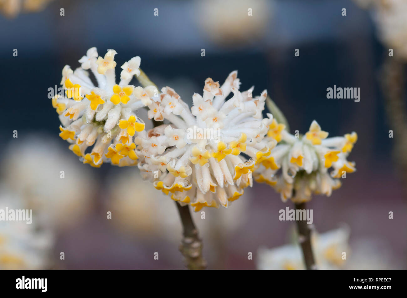 Edgeworthia chrysantha paper bush shrub hi-res stock photography and ...