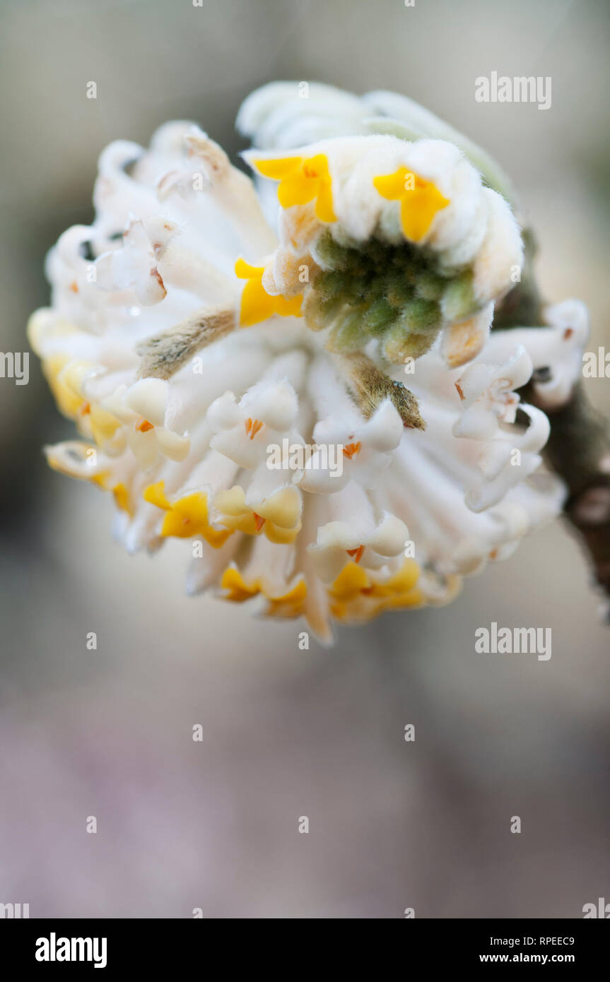 Edgeworthia chrysantha paper bush shrub hi-res stock photography and ...