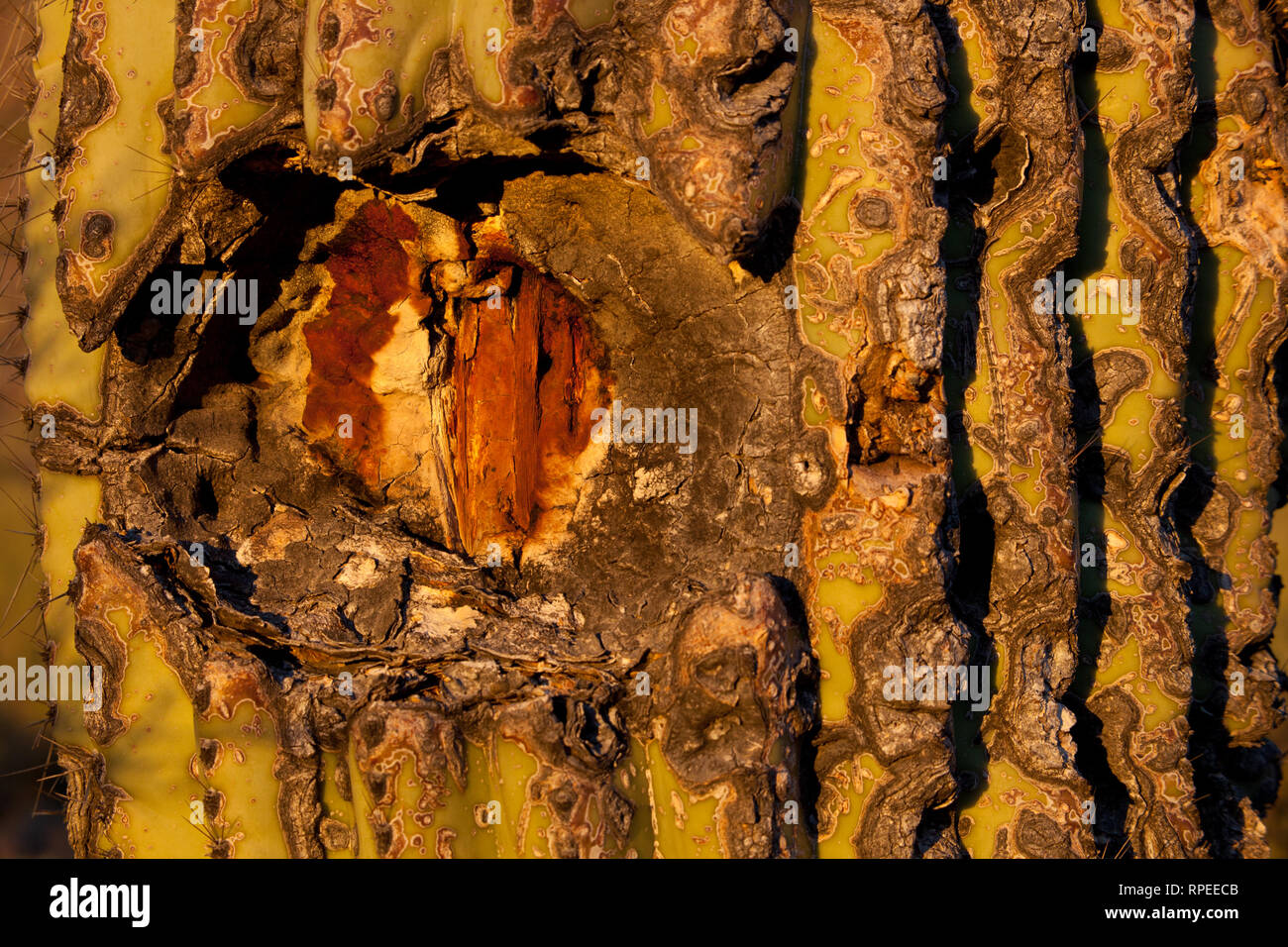 Saguaro detail hi-res stock photography and images - Alamy