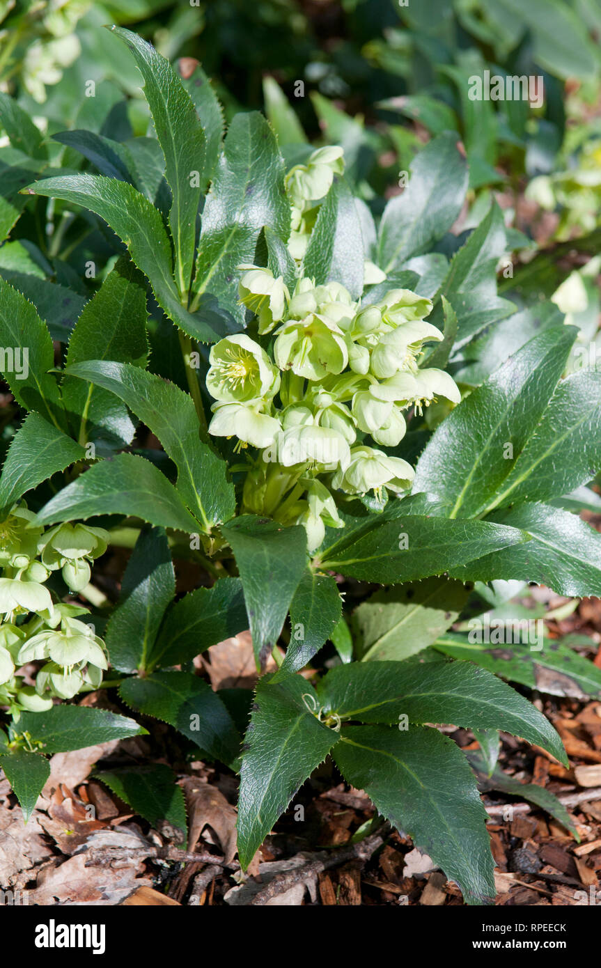Evergreen perennial hi-res stock photography and images - Alamy