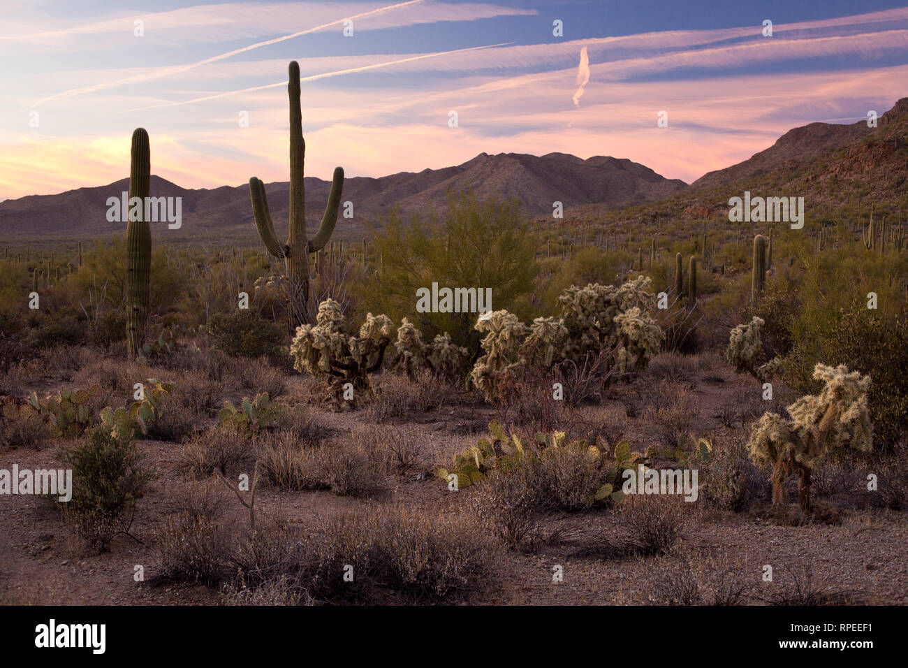 Tucson Mountain Park High Resolution Stock Photography and Images - Alamy