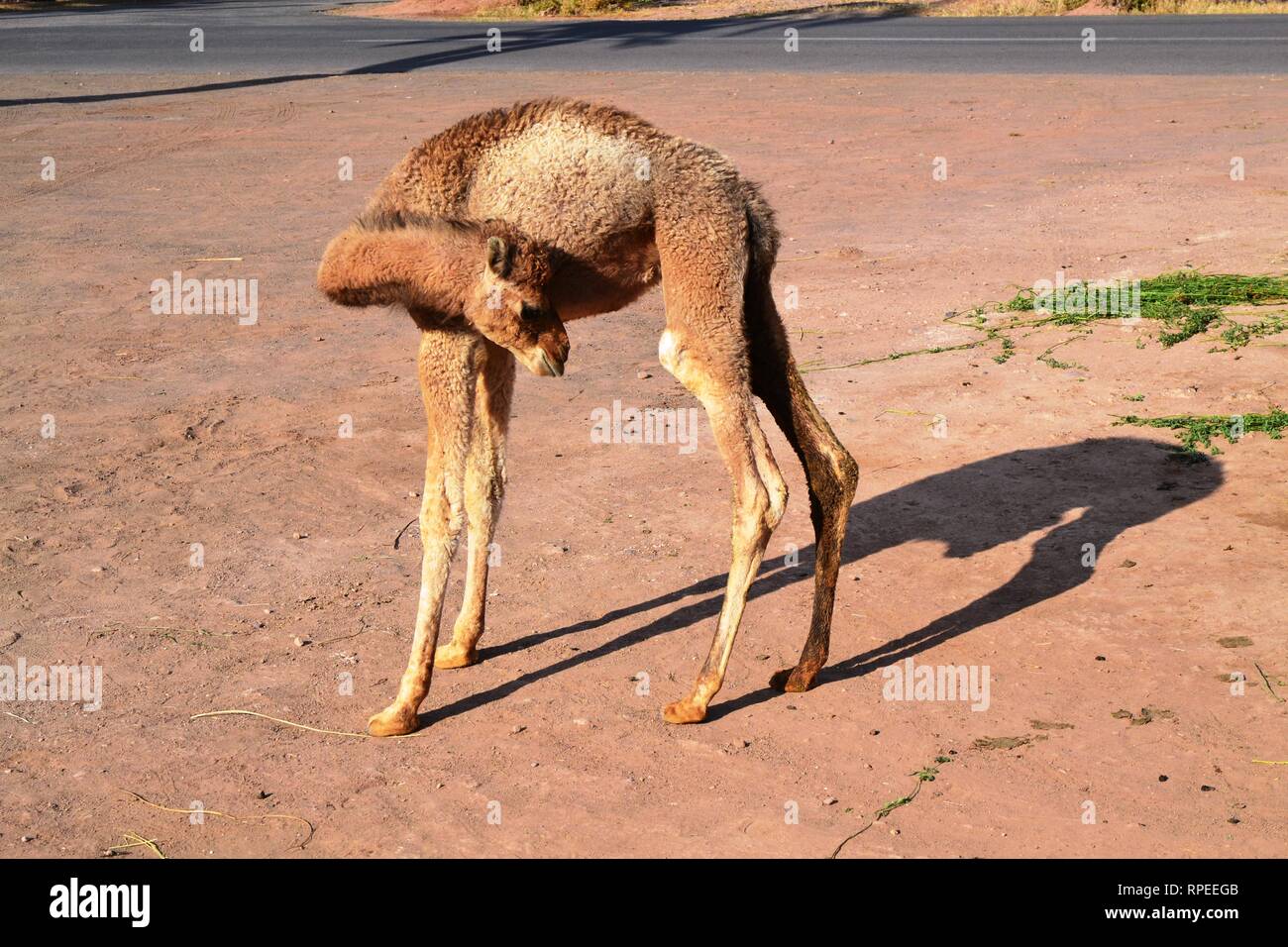 Small camel hi-res stock photography and images - Alamy