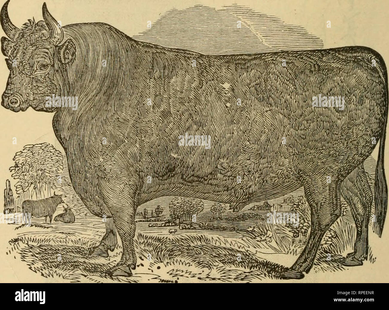 English short horned cattle hi-res stock photography and images - Alamy