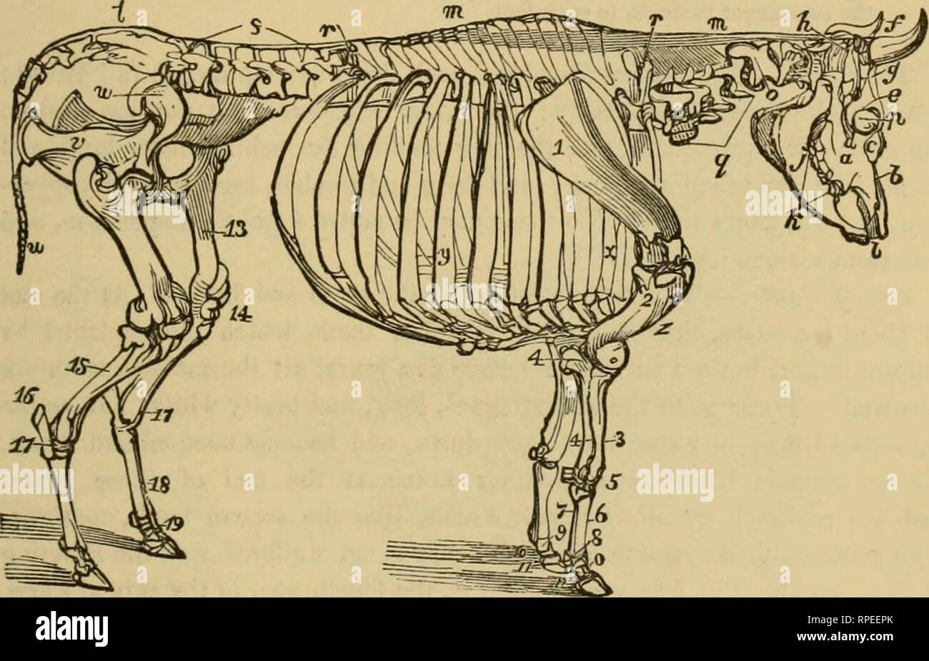 . The American farmer's hand-book ... Agriculture. DOMESTIC OR FARM ...