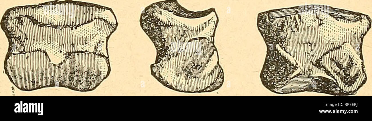 Short pastern bone hi-res stock photography and images - Alamy