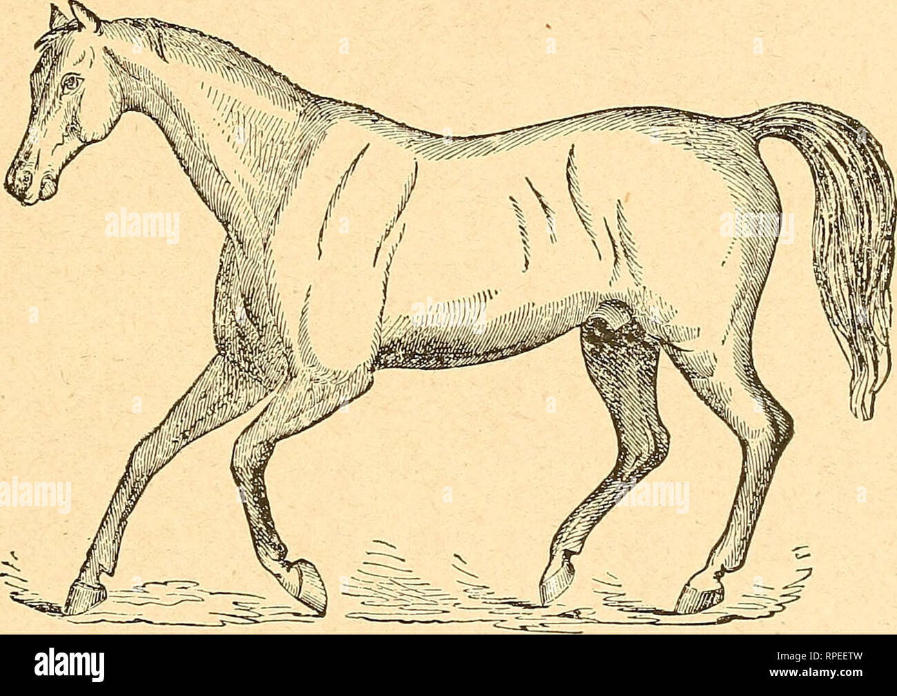 . The American farmer's horse book; a pictorial cyclopedia of facts ...