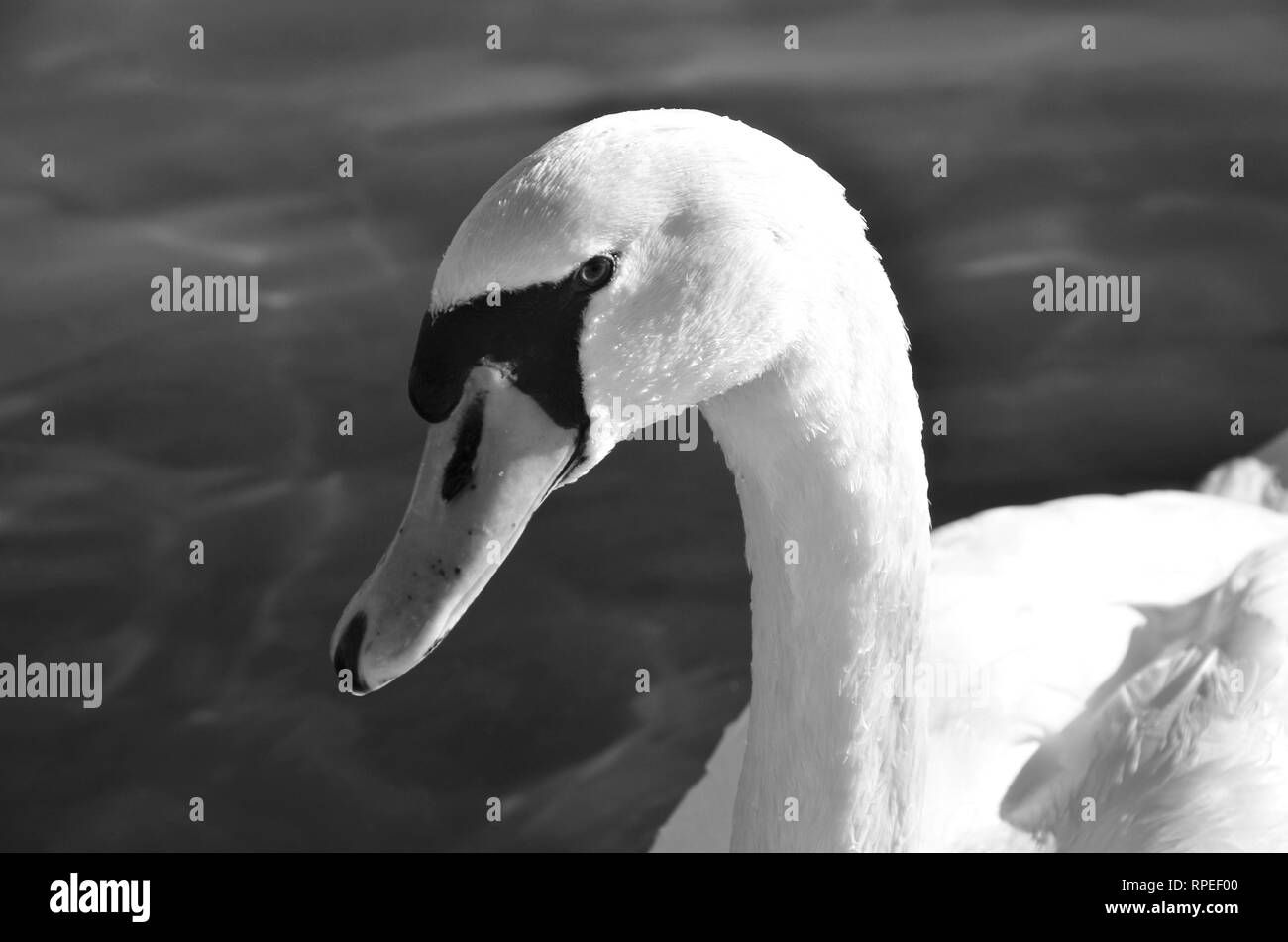 Blue white black wings Black and White Stock Photos & Images - Alamy