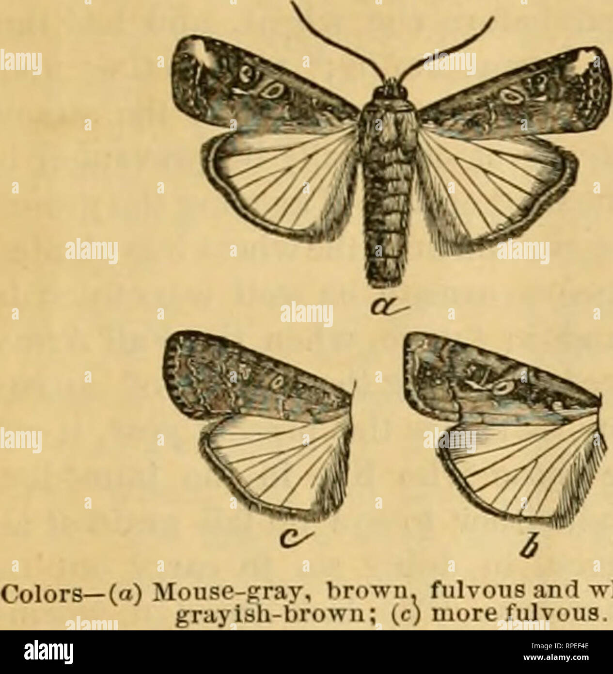 . The American entomologist. Entomology. ENTOMOLOGIST AND BOTANIST. 363 ...