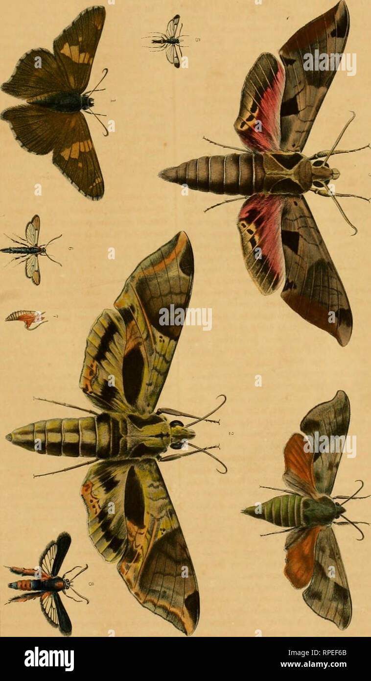 . The American entomologist. Entomology. 4 ^ 'I. Please note that these ...