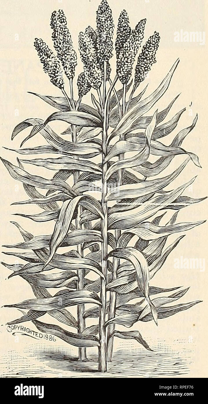 teosinte drawing