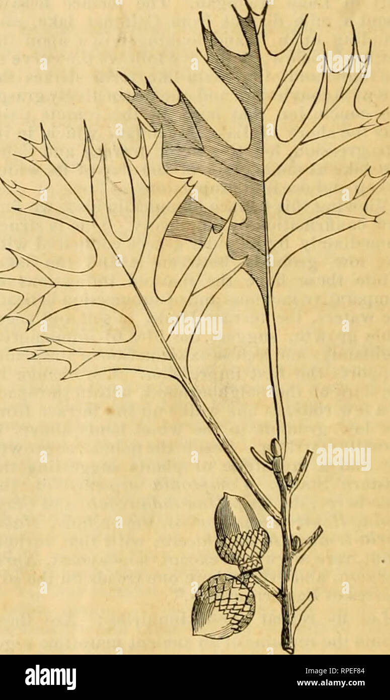 . The American entomologist. Entomology. Black Oak (Qi There is greater ...